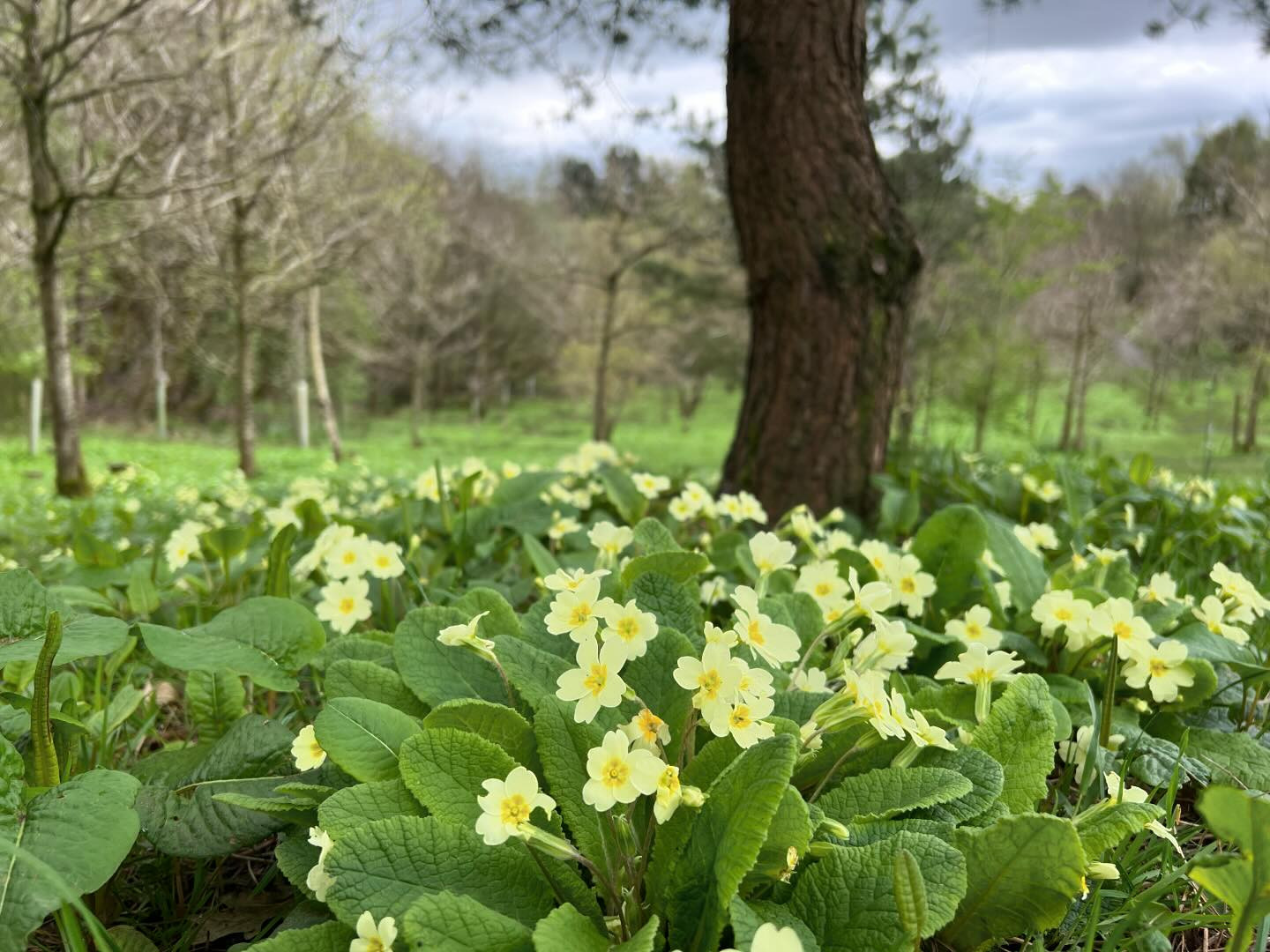 Life for a Life Memorial Forests Plant Memorial Trees in memory and ...