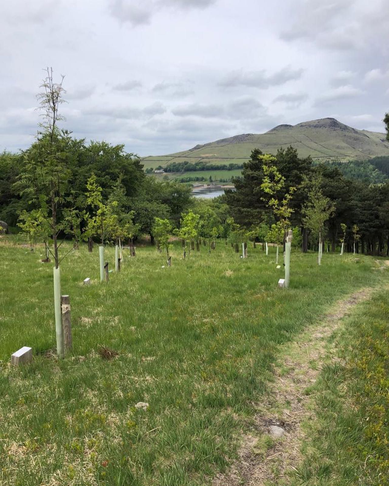 Life for a Life - Plant a memorial tree in a Life for a Life memorial ...