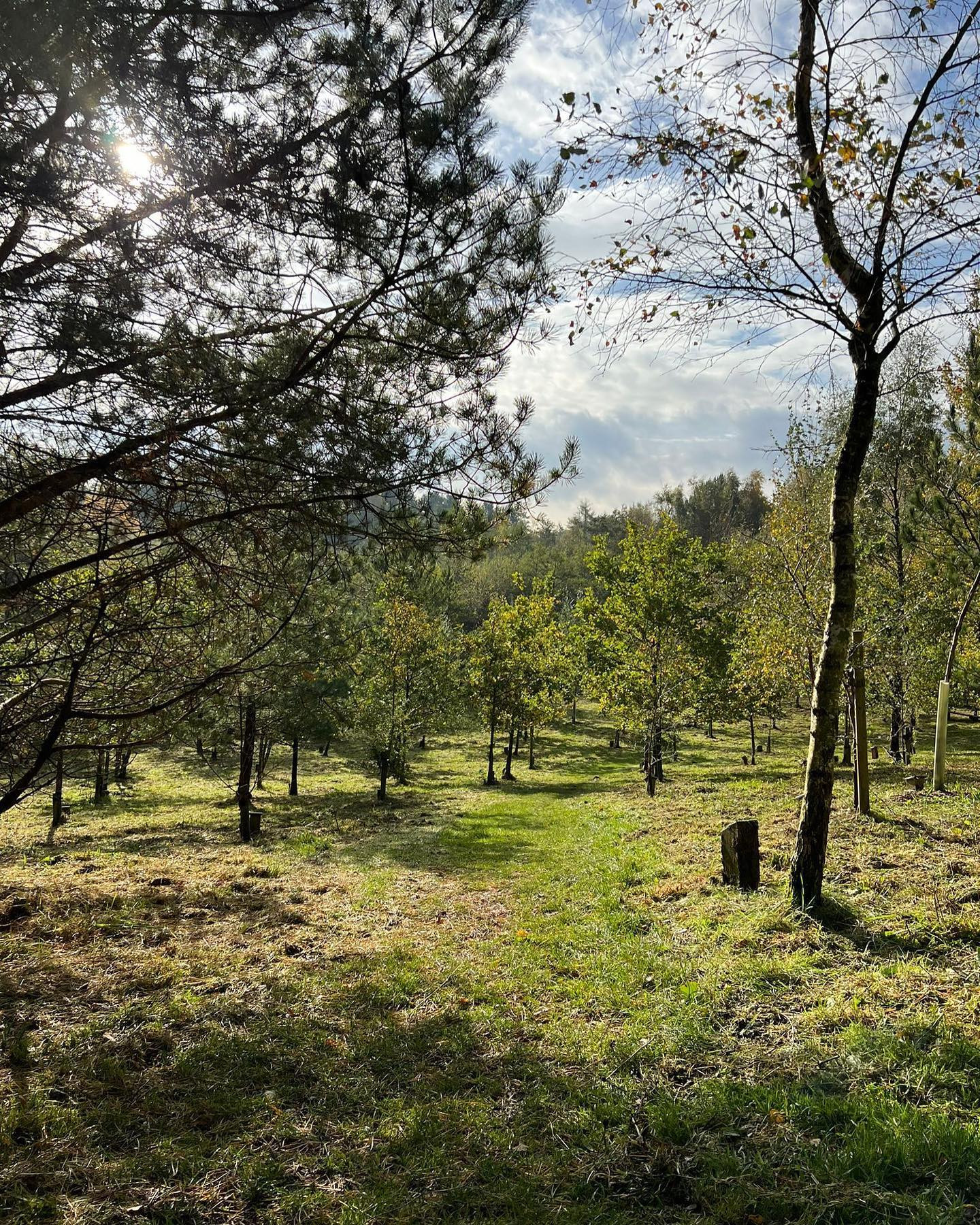 Life for a Life - Plant a memorial tree in a Life for a Life memorial ...