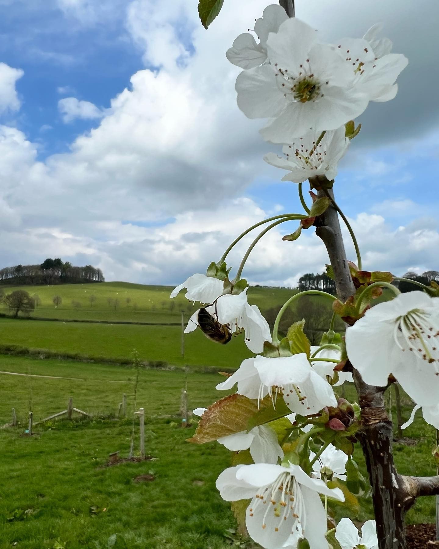 Life for a Life - Plant a memorial tree in a Life for a Life memorial ...