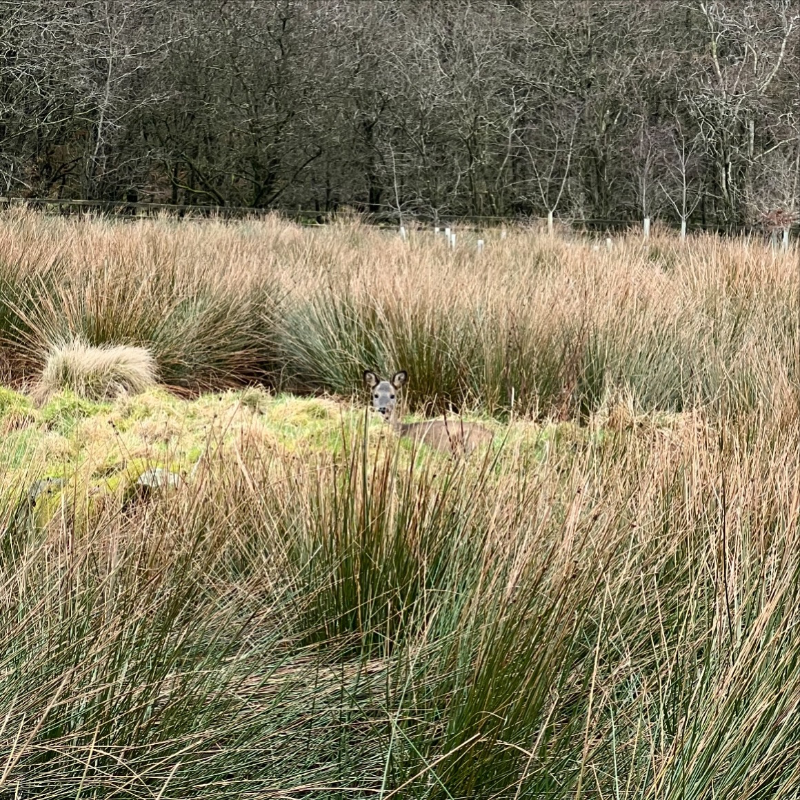 Life for a Life Memorial Forests Plant Memorial Trees in memory and ...