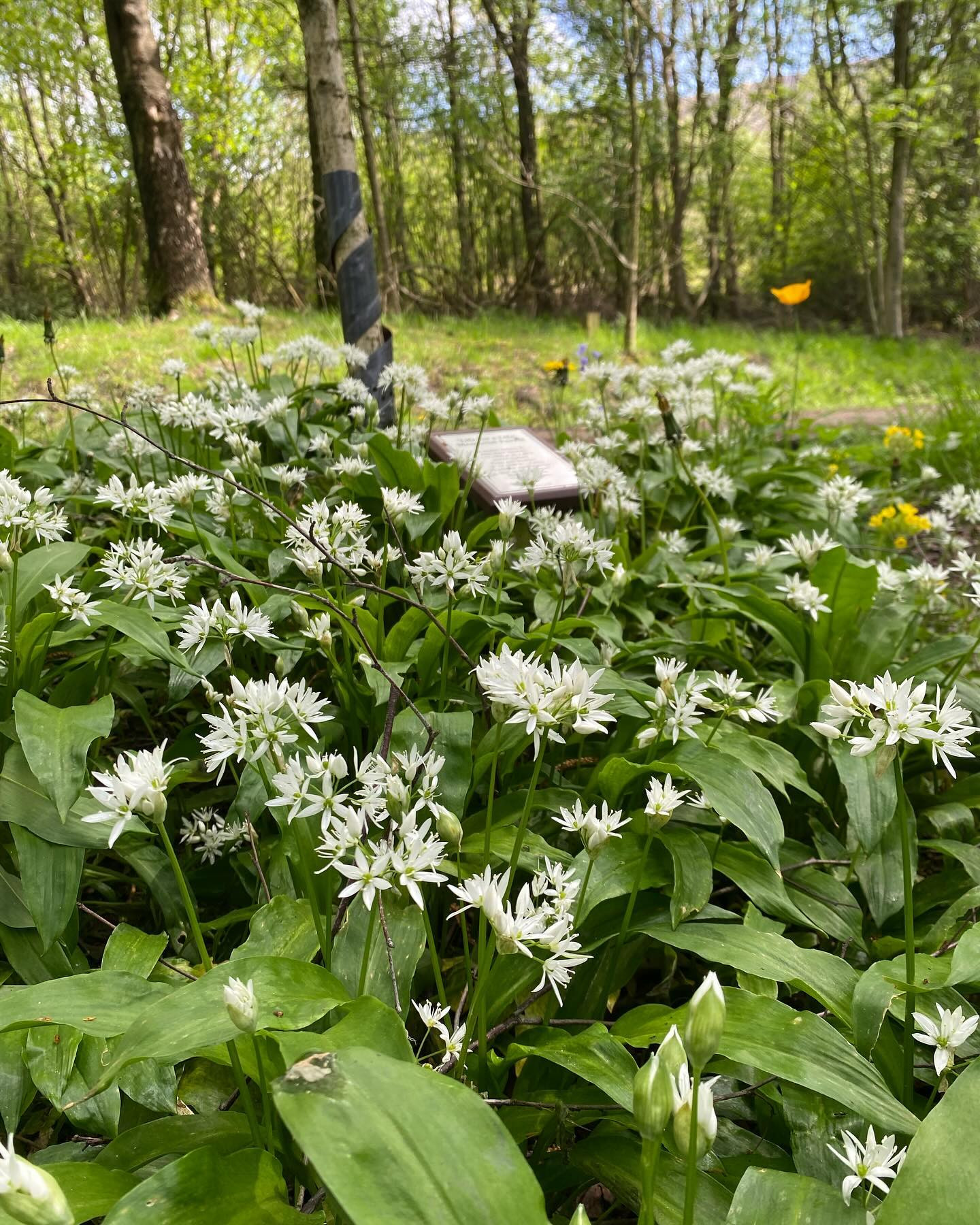 Life for a Life Memorial Forests Plant Memorial Trees in memory and ...