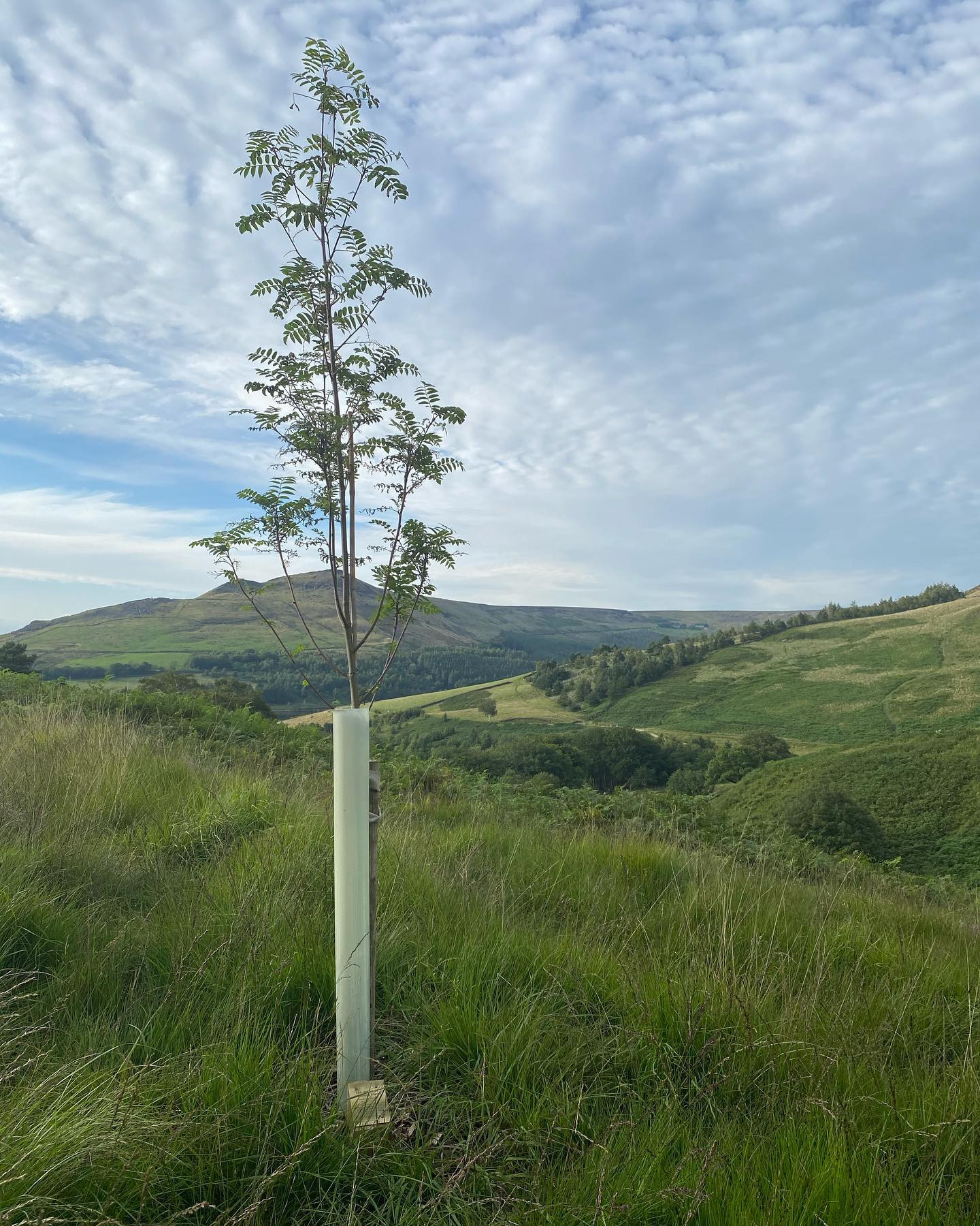 Life for a Life - Plant a memorial tree in a Life for a Life memorial ...
